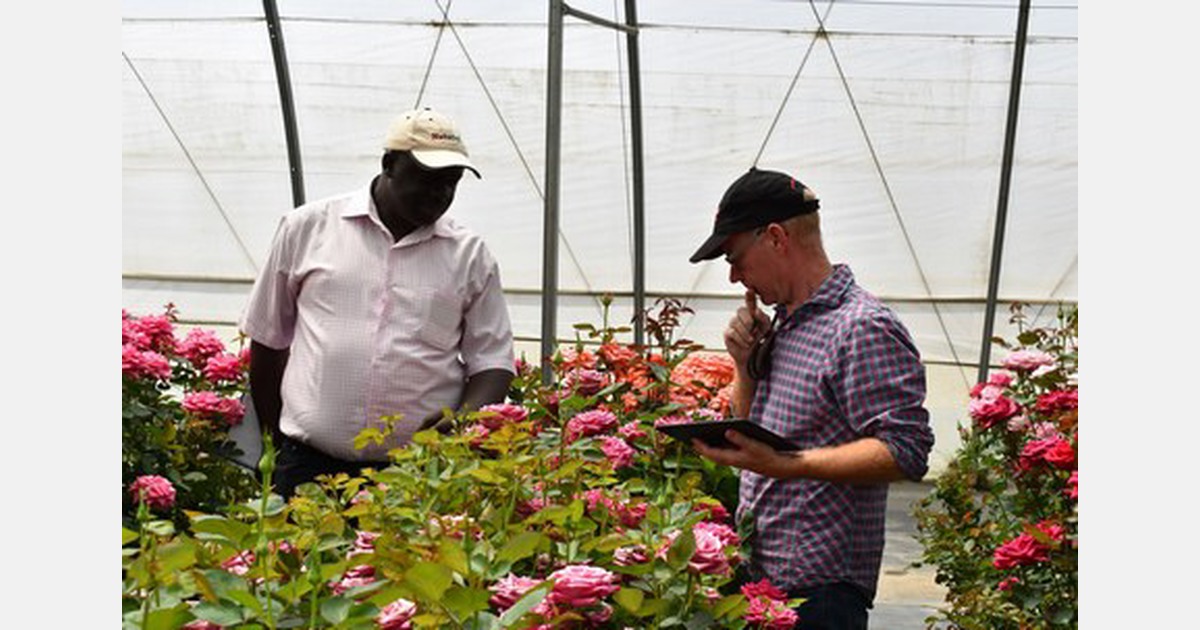 "Increasing demand for low altitude rose varieties"