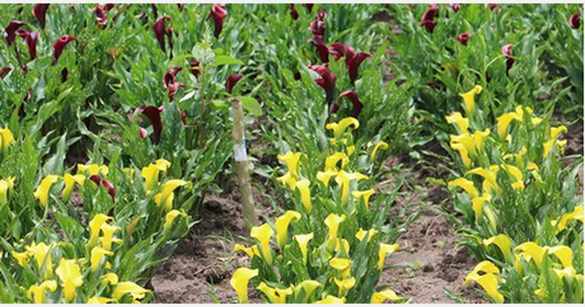 Rwandan Flowers reach international markets