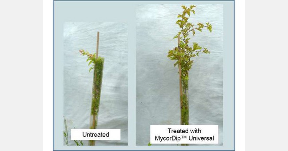 UK: Root dip shown to positively influence transplanting