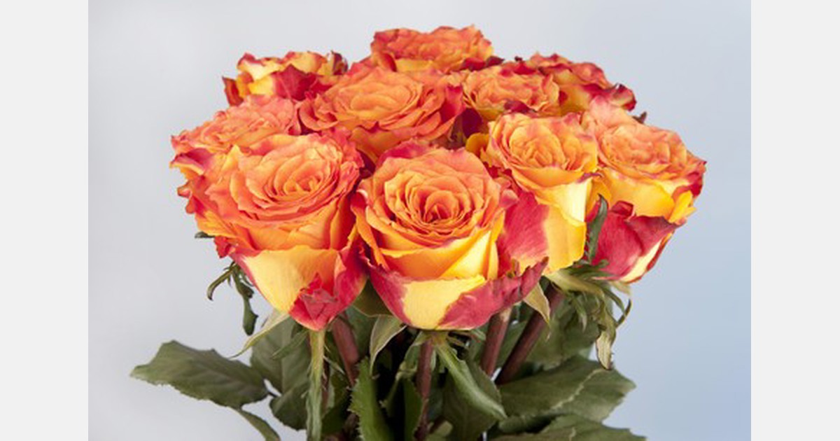 Silantoi@: newest rose of Bloomingdale Roses