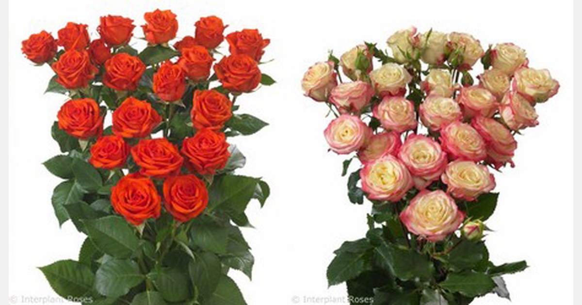 The latest autumn varieties by Interplant Roses