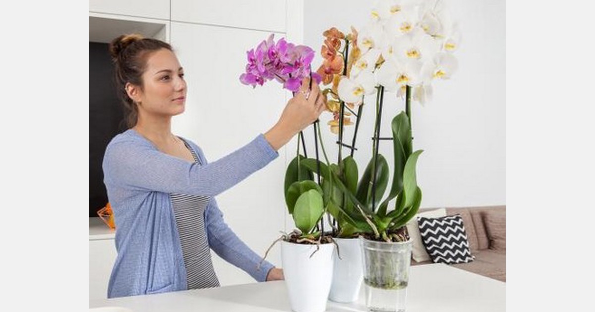 Chrysal exclusive worldwide distributor for Aquastick