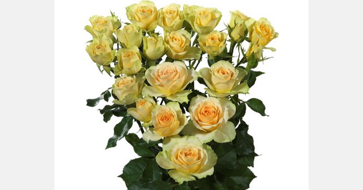 Interplant Roses releases 'Spray Roses - The Ultimate Handbook part II'