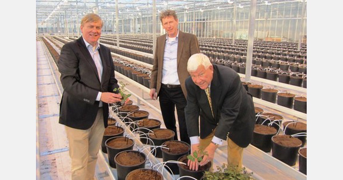 Interplant Roses opens new facility in The Netherlands