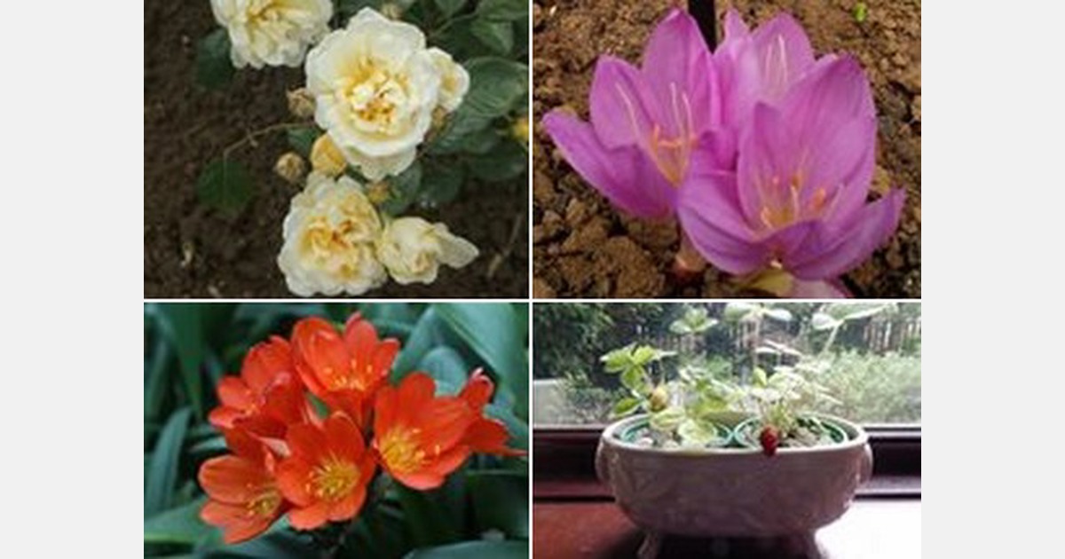 UK: Plant Heritage awards four new National Plant Collections