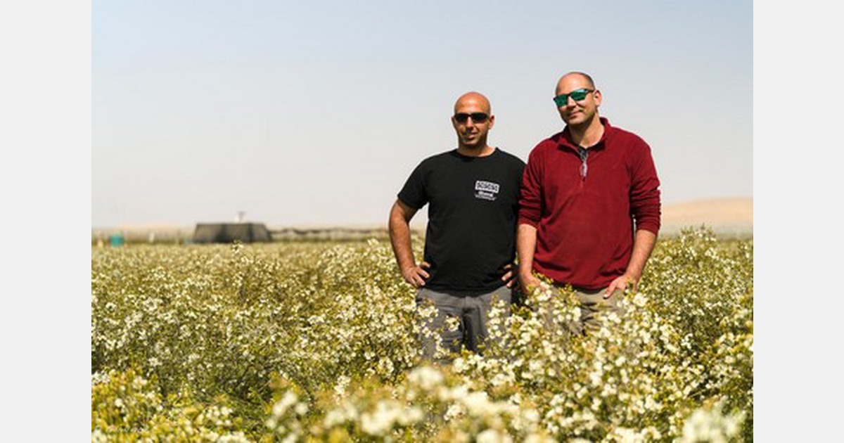 New wax farm established in Israeli Arava Desert
