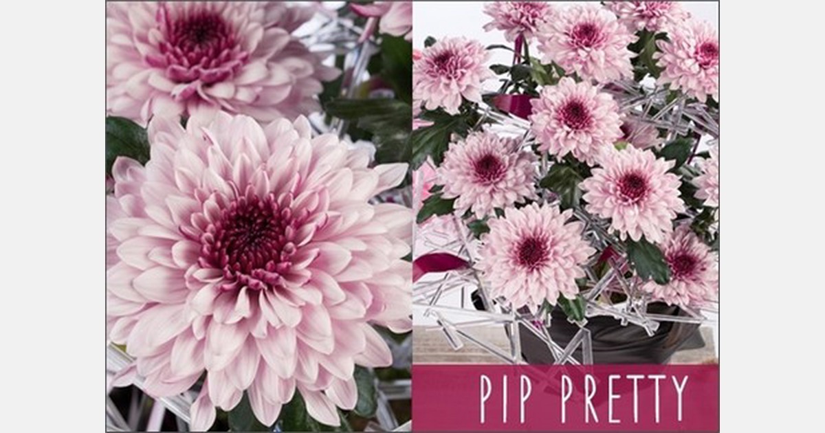Deliflor introduces PIP Pretty