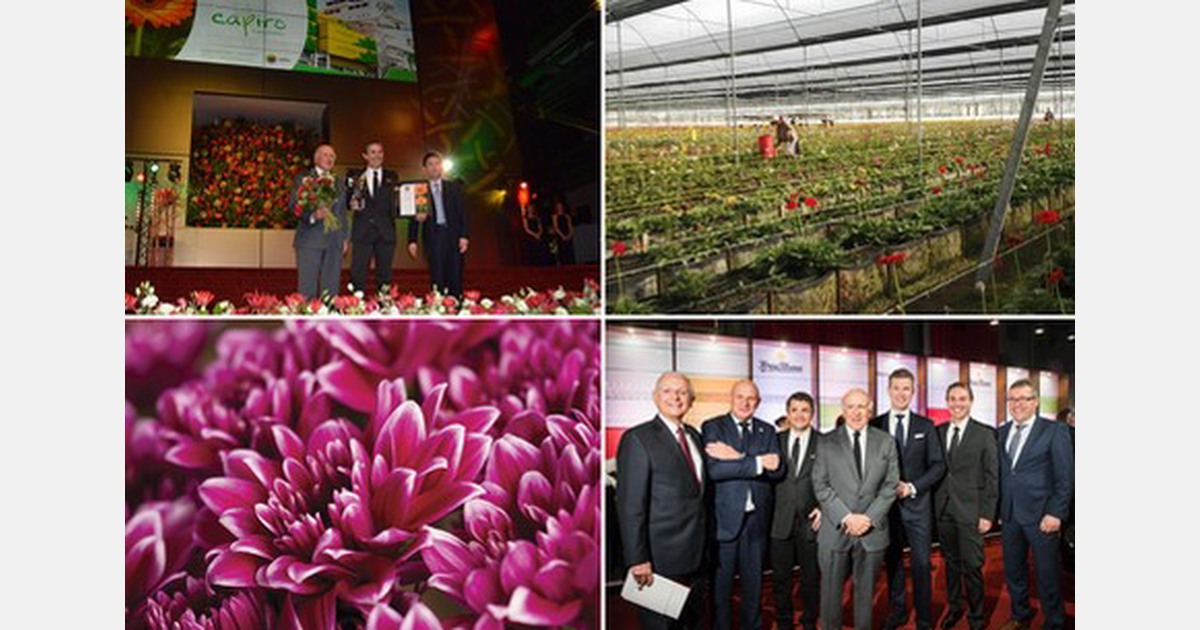Flores El Capiro: From tomato to award-winning flower grower