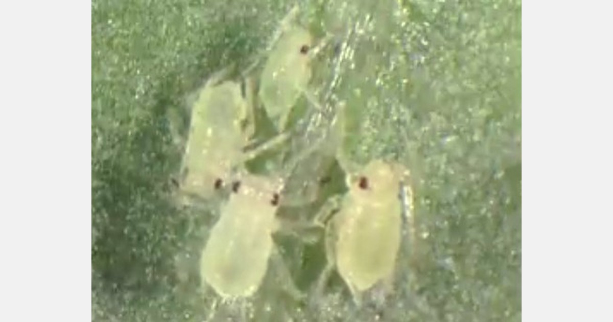 New insecticide provides application timing flexibility