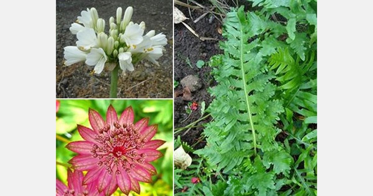 UK: Three National Plant Collections join Plant Heritage family