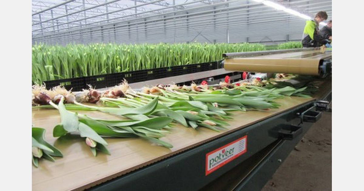 Video: Tulip processing with debulbing machines