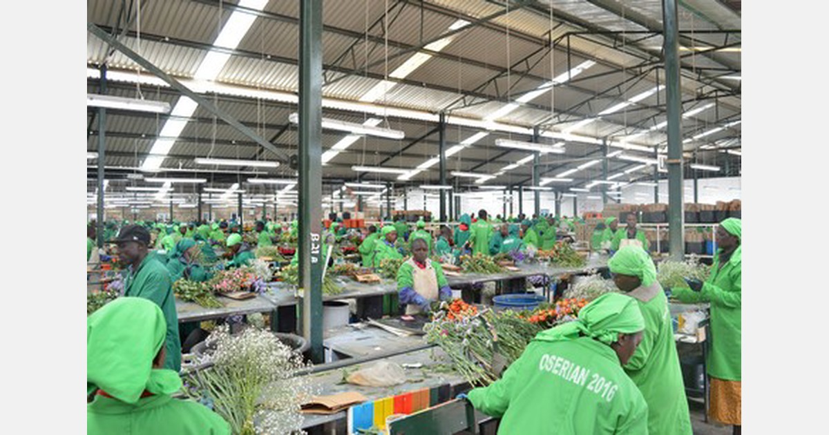 UK: Fairtrade Foundation investigates Kenyan flower farm