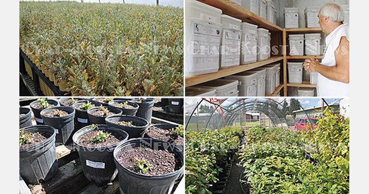 US: CSKT Forestry Department greenhouses help spread diversity