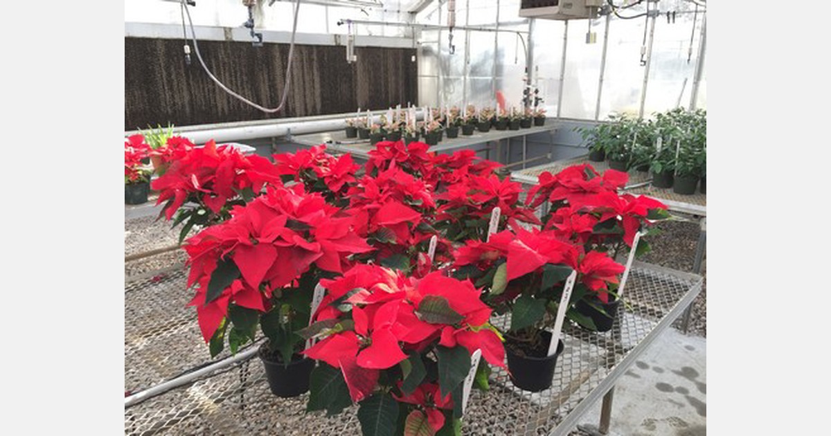 Altus insecticide focus for Bayer at its first Cultivate show