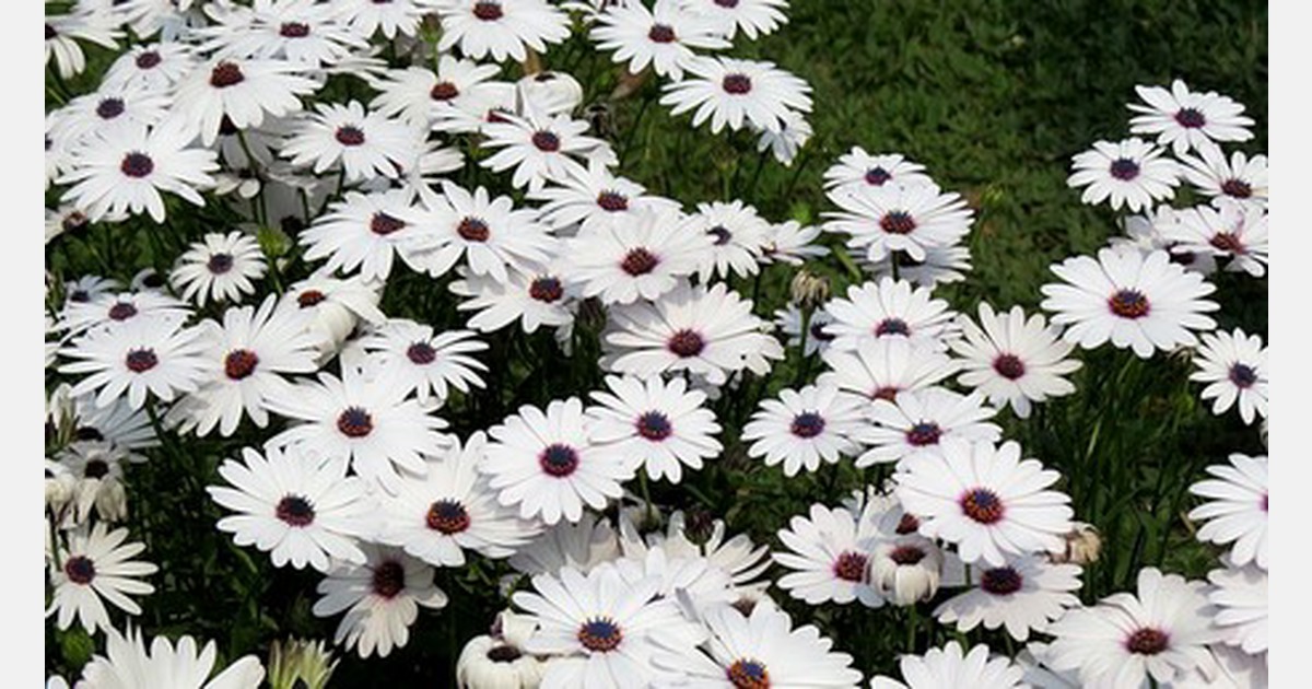 Kenya plans to revive pyrethrum cultivation