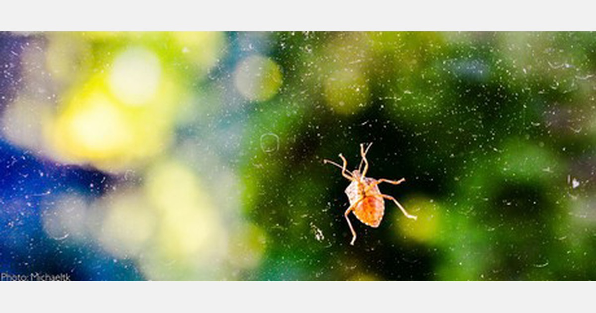 New Pest Management Guide available