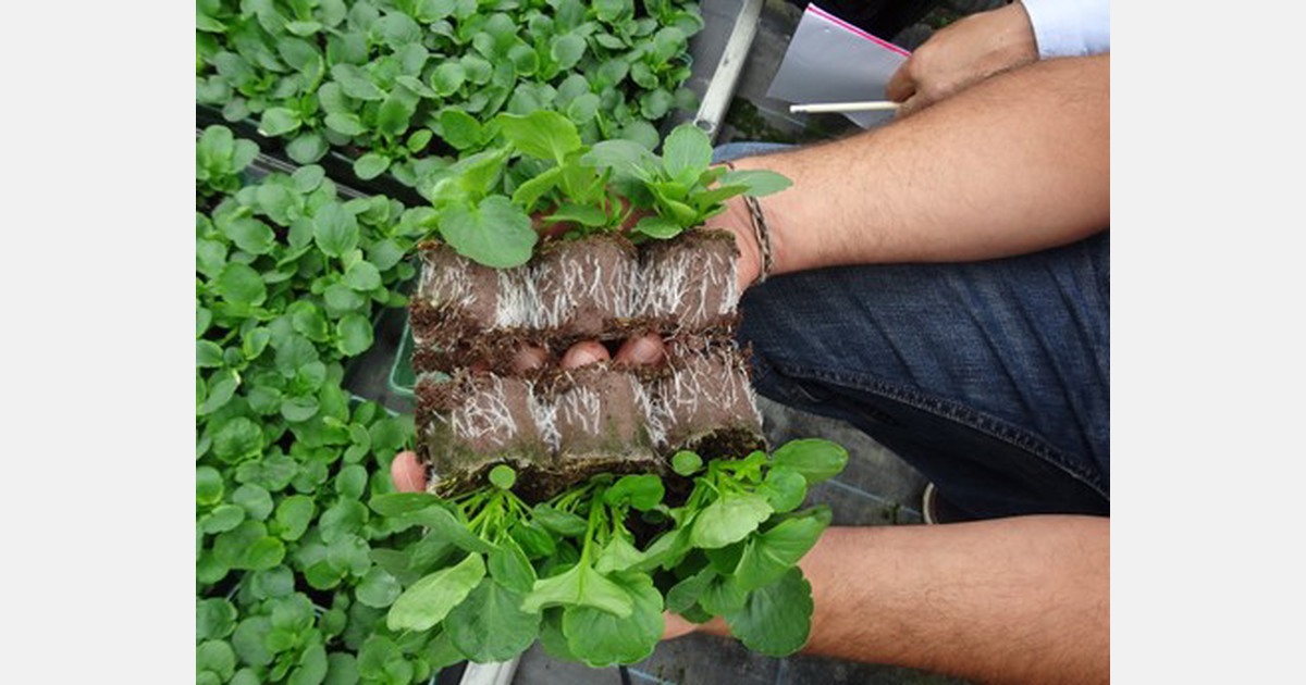 UK: Newey Roundstone steps into the Ellepot system