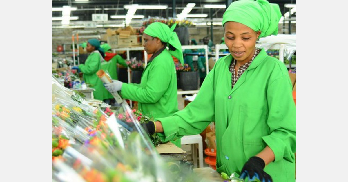 Kenya: Oserian’s 5,000-acre flower farm 'is driving forward an industry'