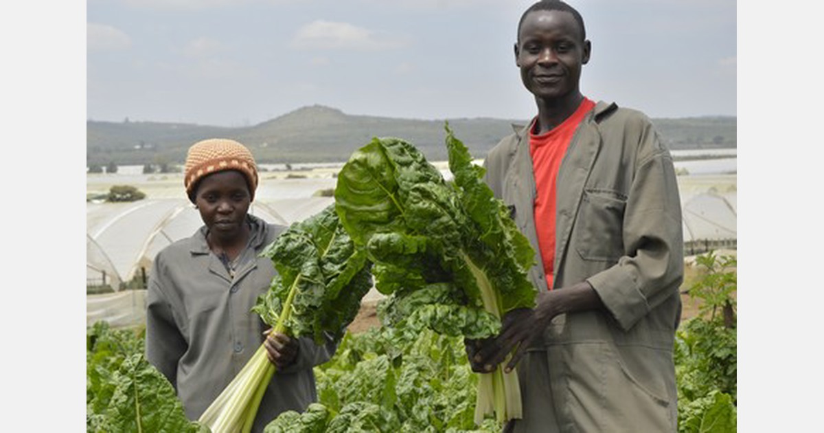Kenya: Oserian Fairtrade establishes nutrition garden