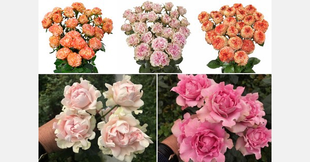 Interplant introduces new roses with ruffled petals