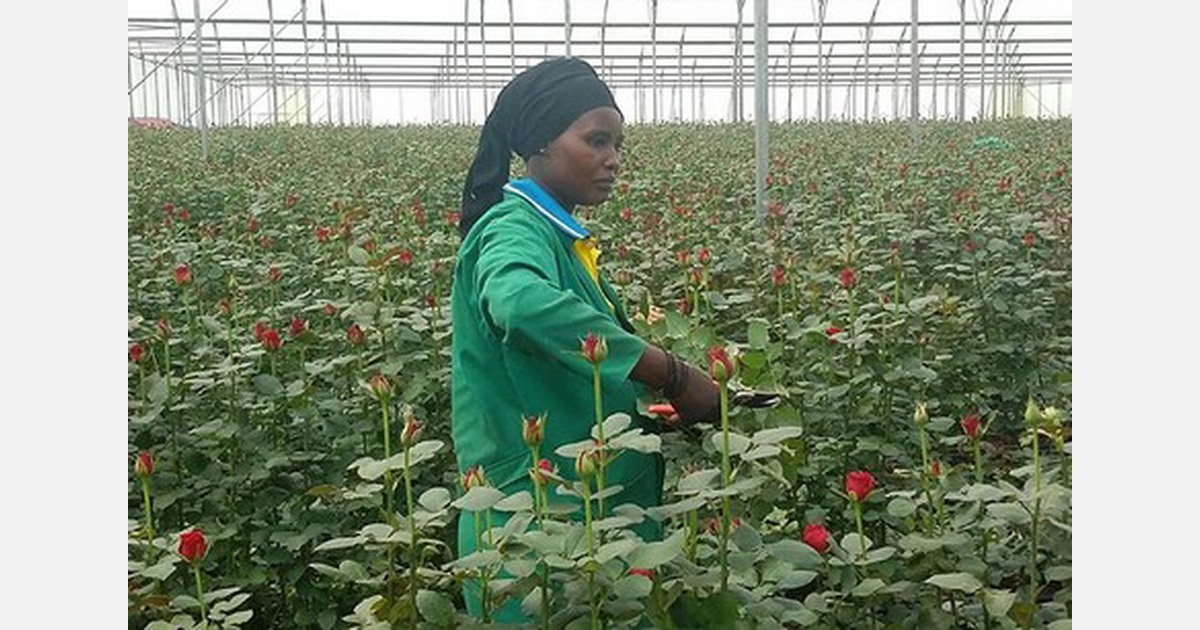 Rwanda: Flower firms eye new markets in Europe