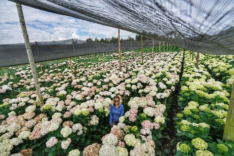 colombian hydrangea