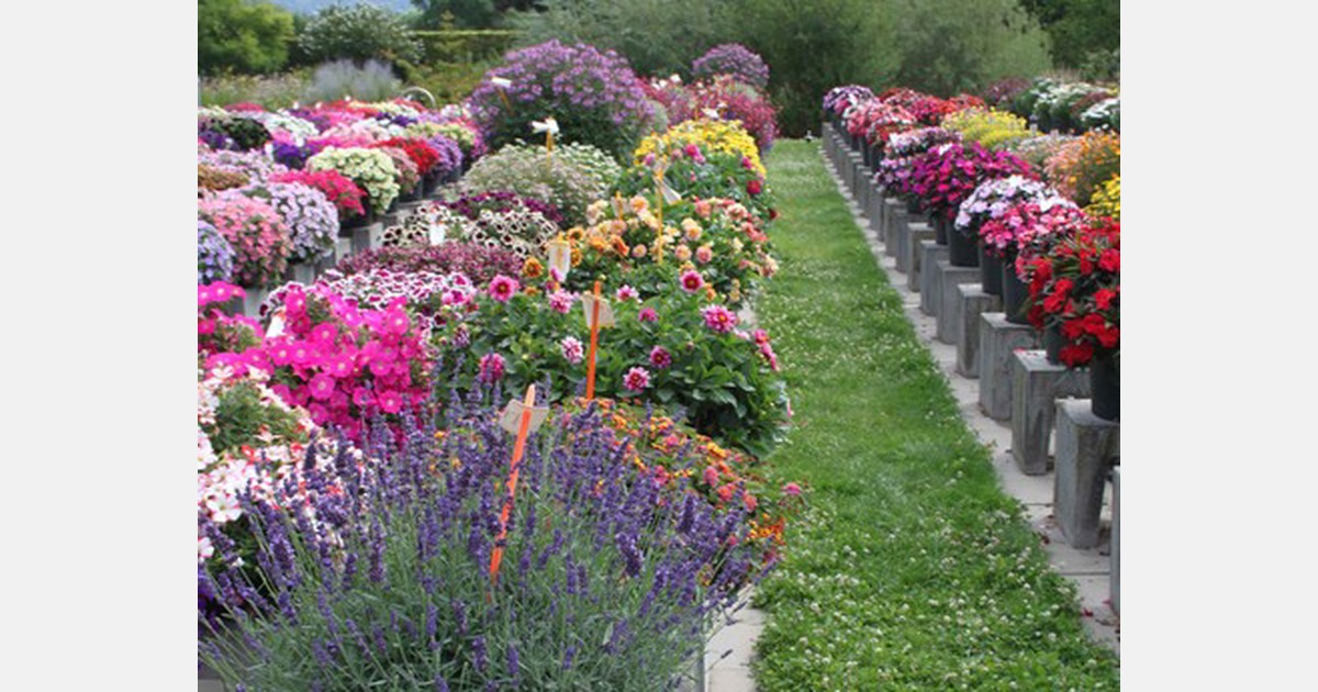 Selecta one trial on insect-friendly plants