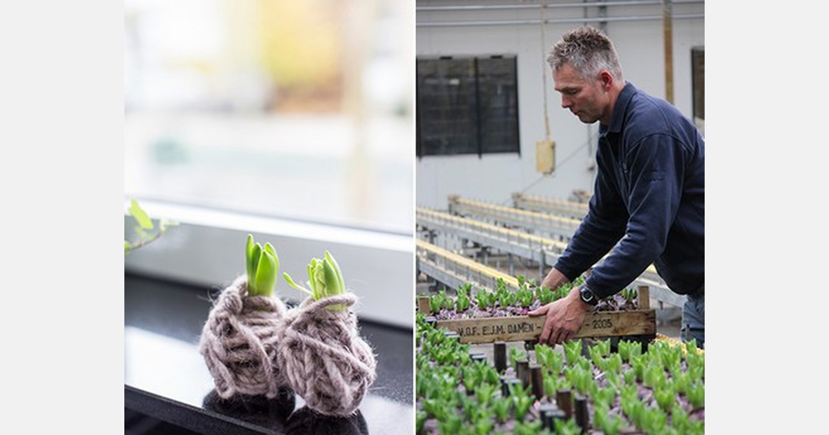 "Resting period for bulbs essential to flower quality"