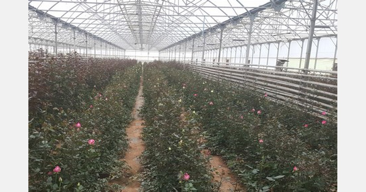 Kurdistan Flower hopes to supply half Iraq’s roses
