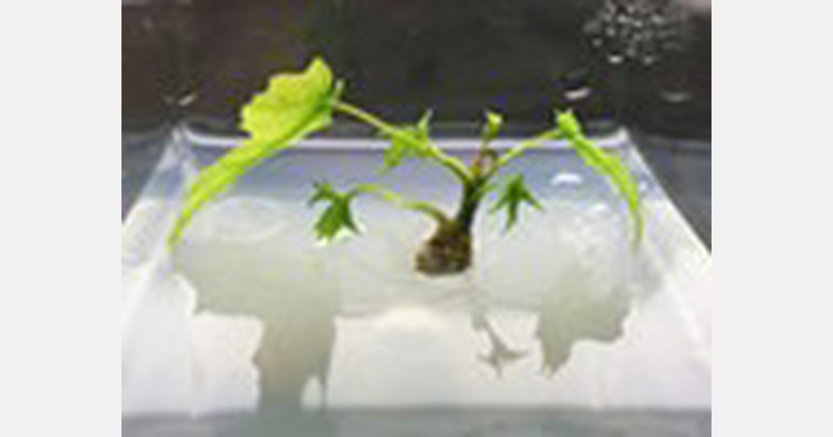 US (NY): First maple “sweet tree” clones underway