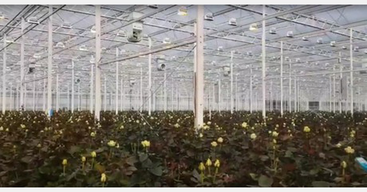 Video: A look behind the scenes at SK Roses