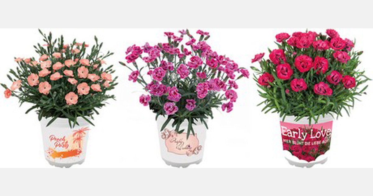 Selecta One introduces new pot carnation concepts