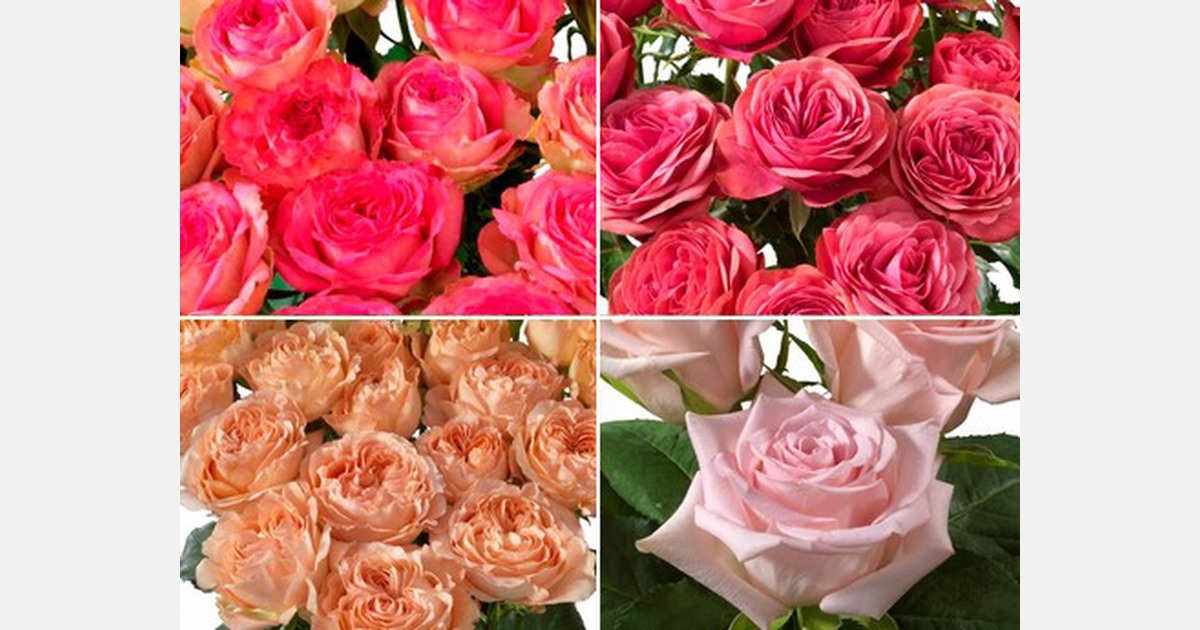 New roses at Interplant