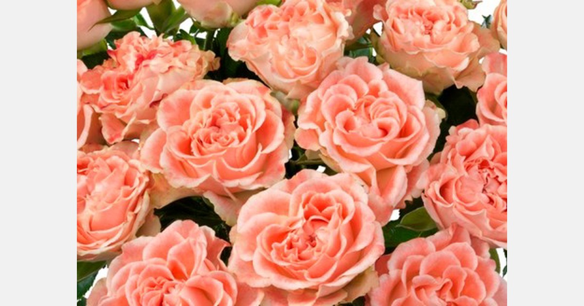 Interplant introduces new rose family: The Flows