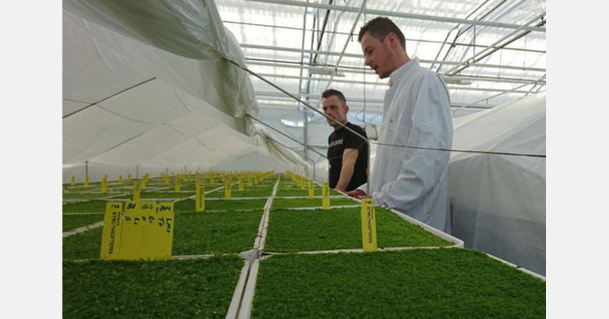 "Asperello T34 Biocontrol can limit fungal spread"