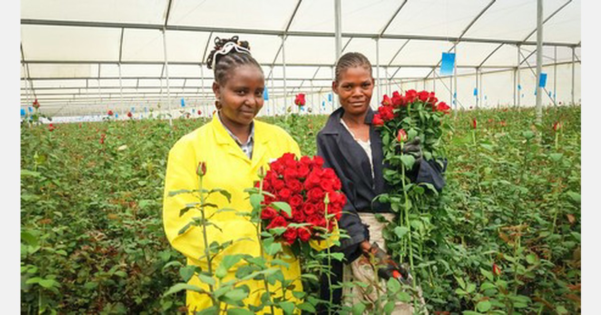 Fair Trade roses enter Premium segment