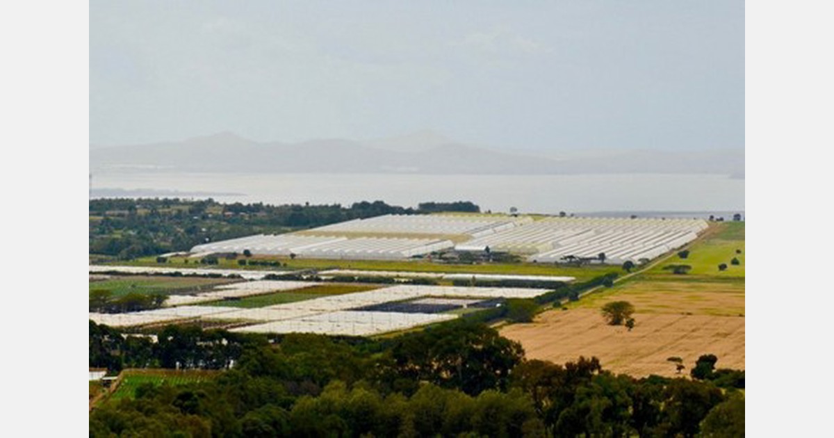 Does Rift Valley Roses impact water levels at Lake Naivasha?