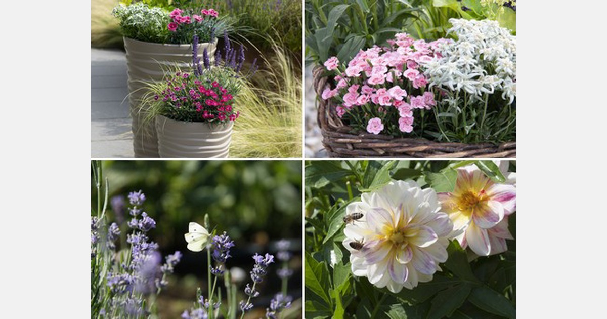 Selecta One presents mixed pots and insect-friendly plants