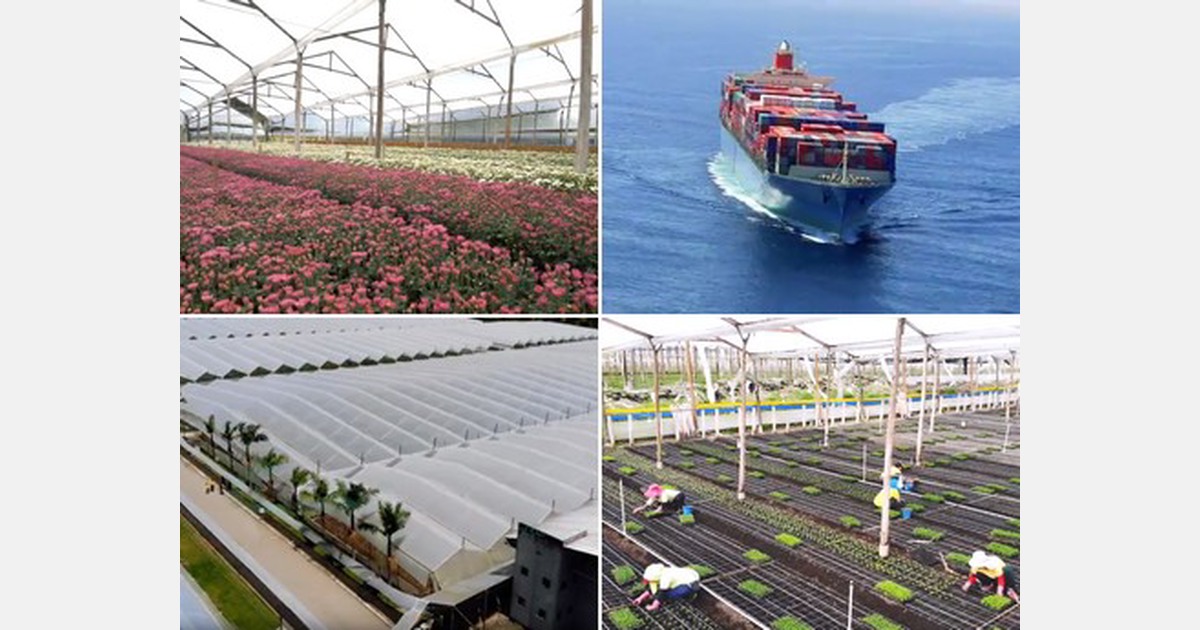 Flores El Capiro celebrates 10 years of sending flowers by sea