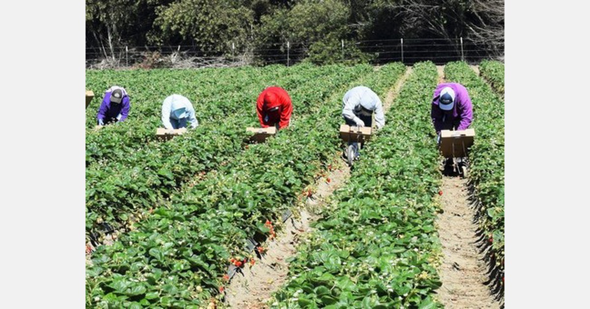 Attorney General to review migrant farm worker pay