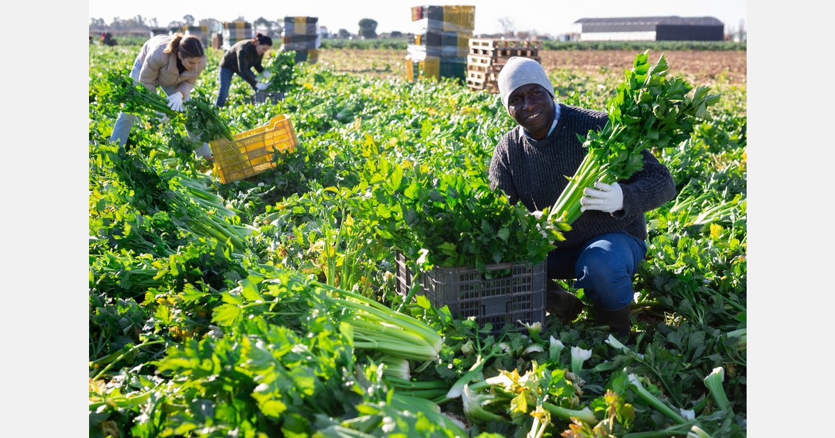 Israel still brings in African agricultural workers