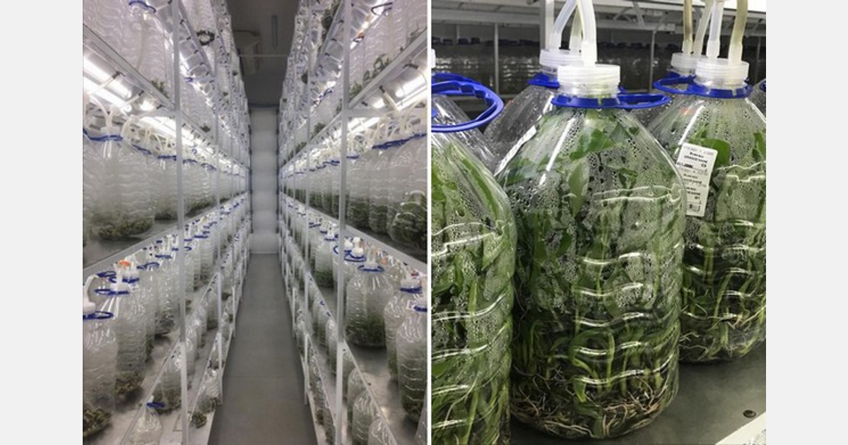 Ready-to-use bioreactor brings tissue culture back home