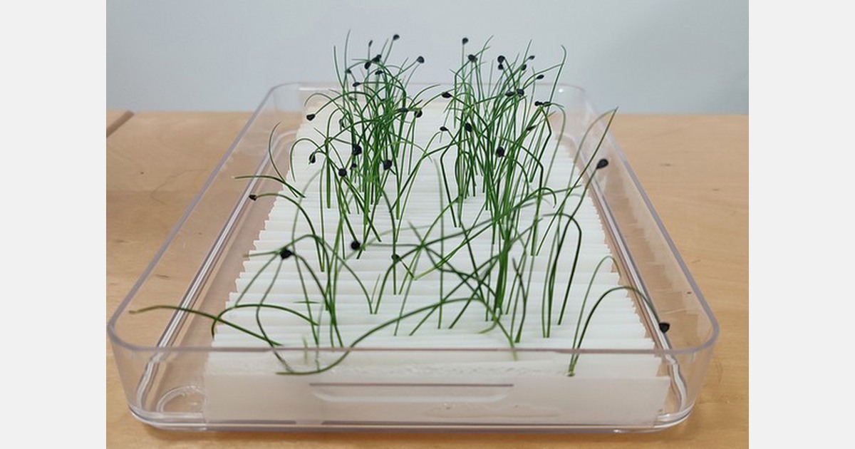 Healthy seeds, and good germination with Plasma Activated Water seed ...