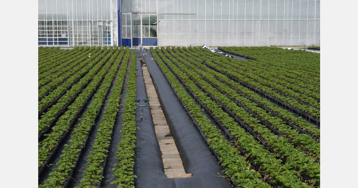 Positive examples from horticulture in annual crop protection plan