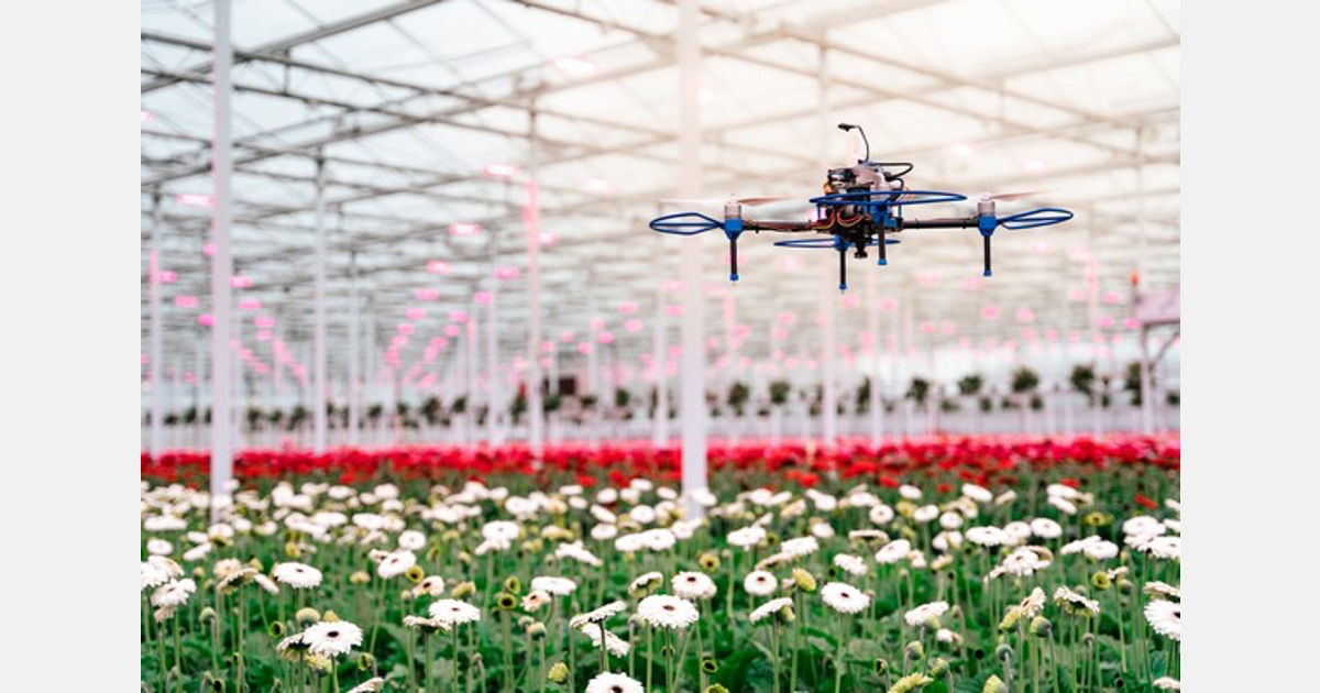 NL: Drones fly over gerberas in this greenhouse