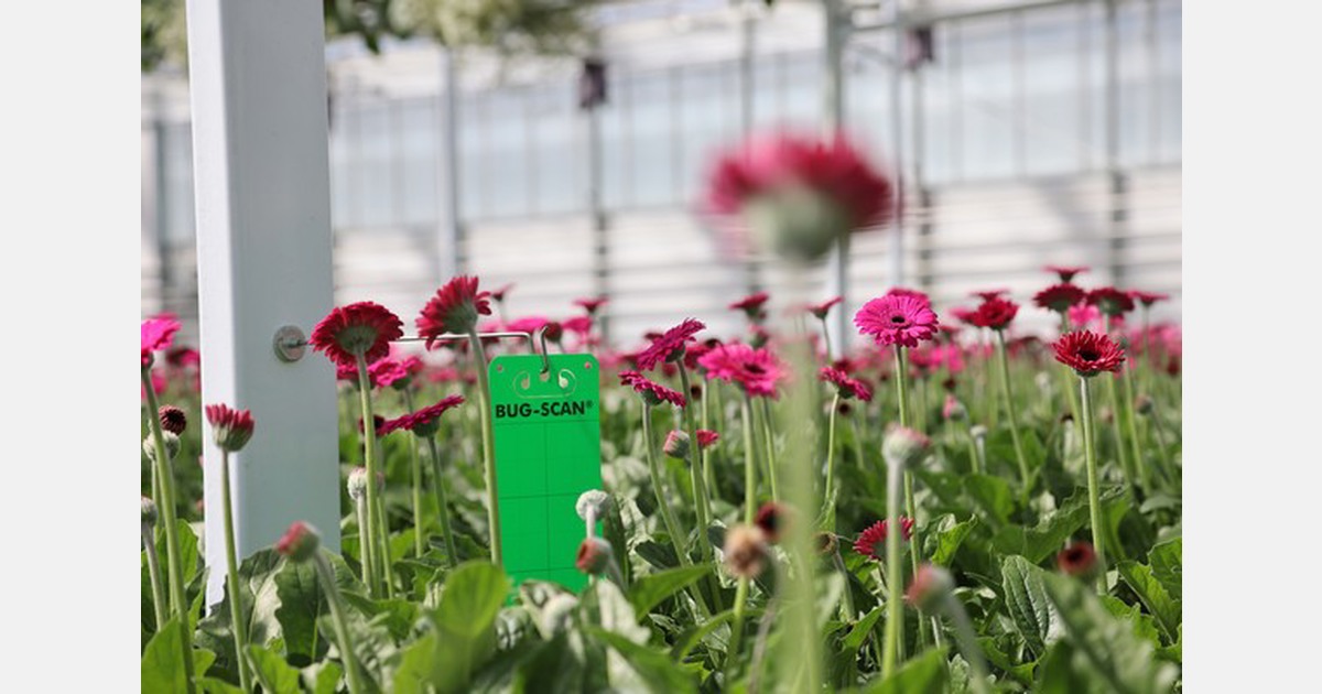 Green sticky traps aim to optimize Echinothrips monitoring