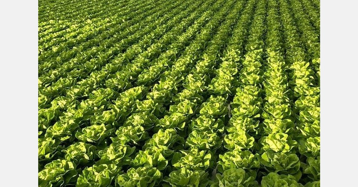 NL: "39 bottleneck issues on a list full of challenges with crop ...