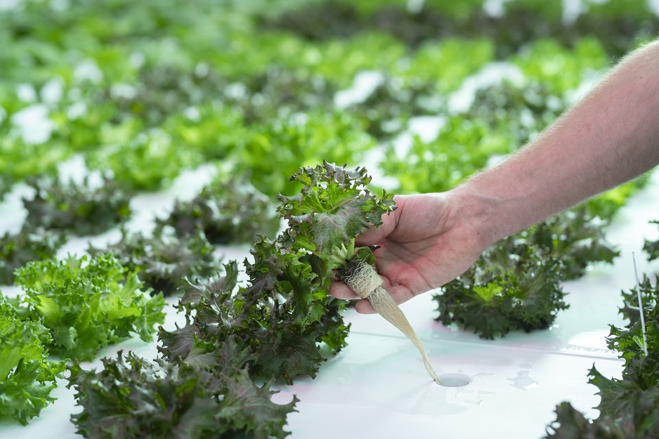 "We do everything to make the Growcoon a big success"