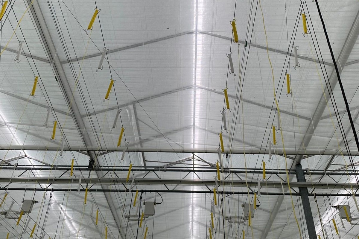 Greenhouse damage or crop damage: a dilemma when snow is on the ...