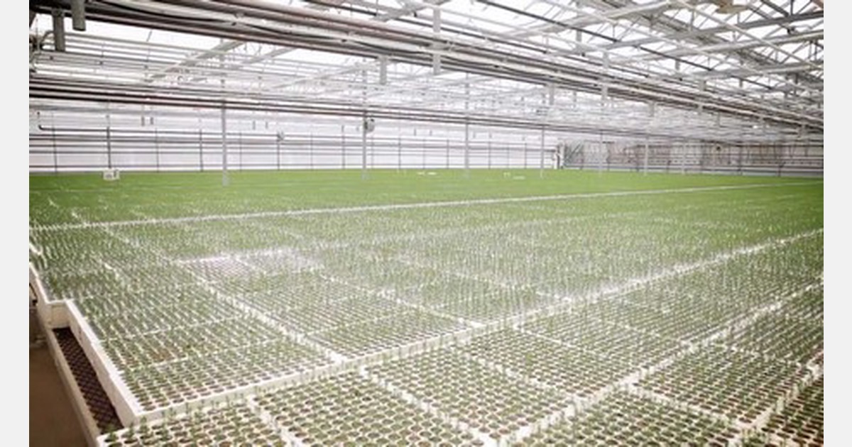 Canada: 'World's largest indoor organic hemp CBD grower' setting up in ...